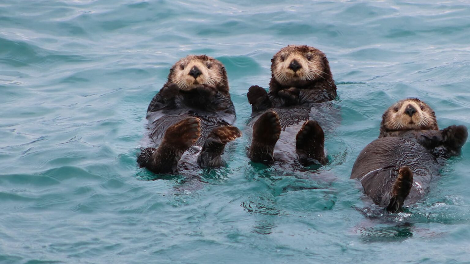 How Sea Otters are Saving Coastal Ecosystems - Amoghavarsha IAS Academy